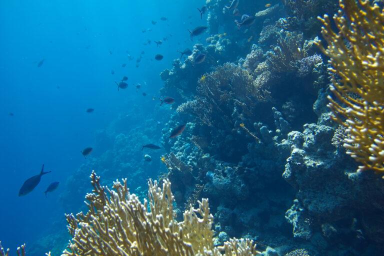 Economia Azul: O que é e por que ela é importante para a América Latina ...